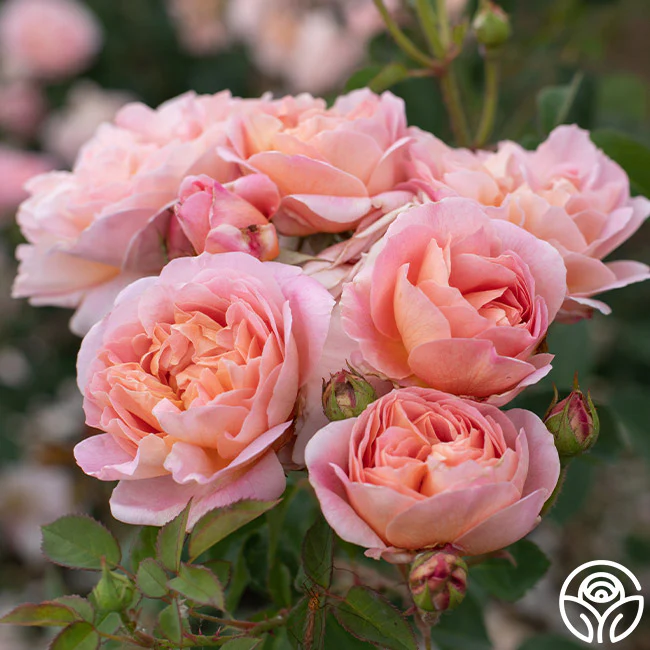 Can I grow my roses in containers? – Heirloom Roses