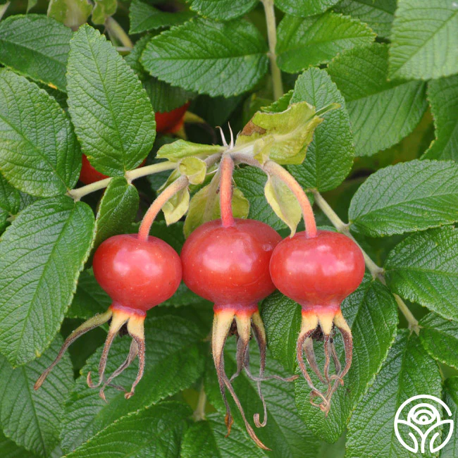 What are rose hips and how do they form? Do all roses produce hips ...