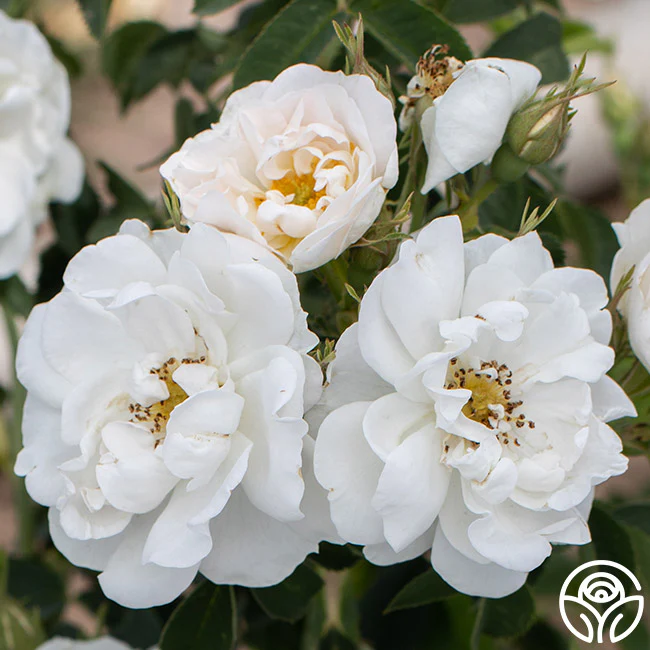 What are Old Garden roses, and how do they differ from Modern roses ...