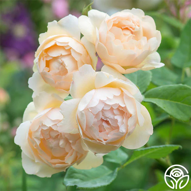 I hear that own-root roses are disease-free. Does this mean that I will ...