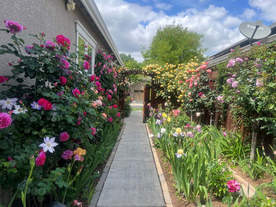 How close to the house can I plant a rose? – Heirloom Roses