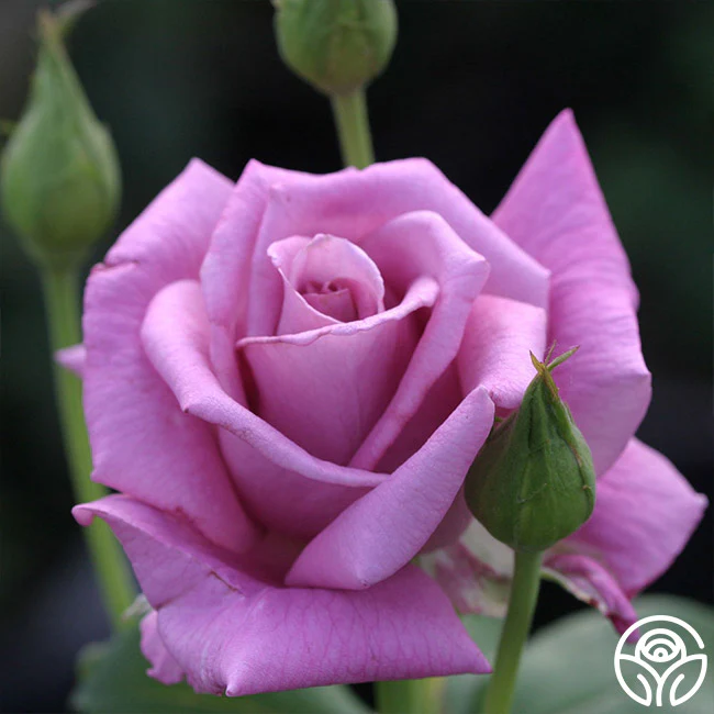Will my own-root rose bloom the first year? – Heirloom Roses