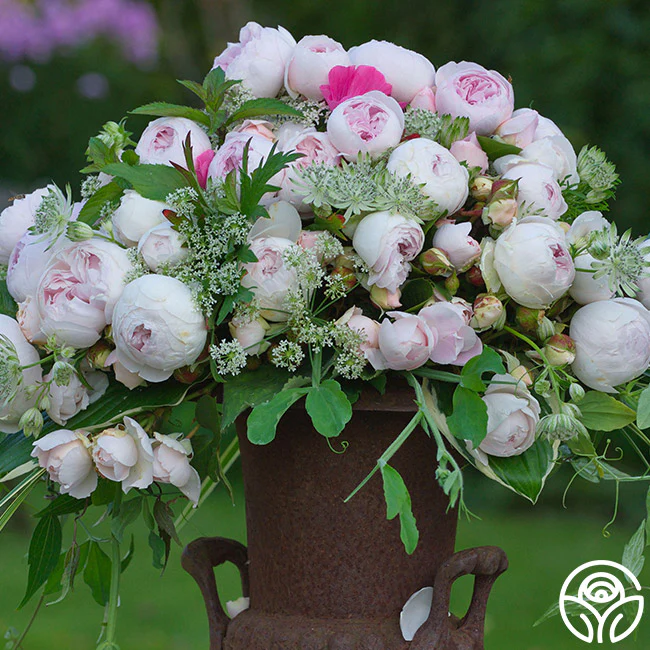 How do own-root roses differ from roses at the local nursery and big ...