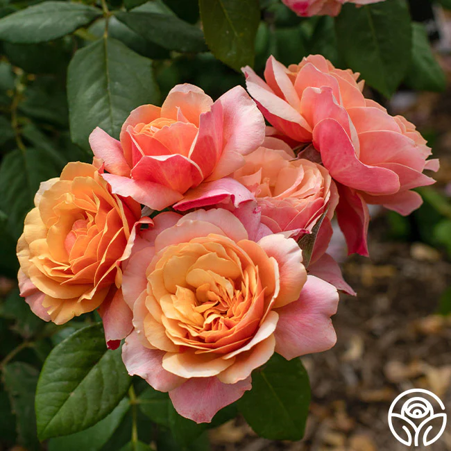What is a grafted rose? – Heirloom Roses