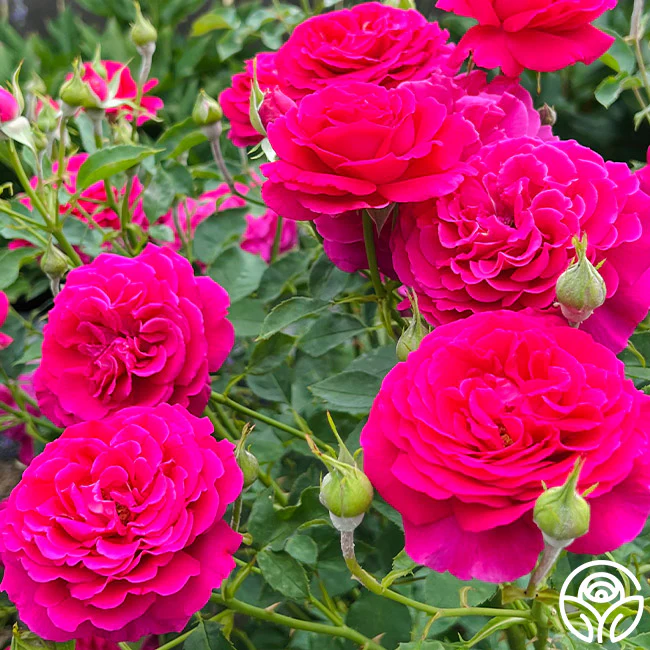 What is an own-root rose? – Heirloom Roses